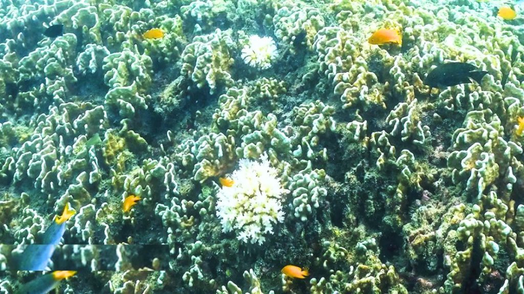 Great Barrier Reef Hit by Worst Ever Bleaching Event
