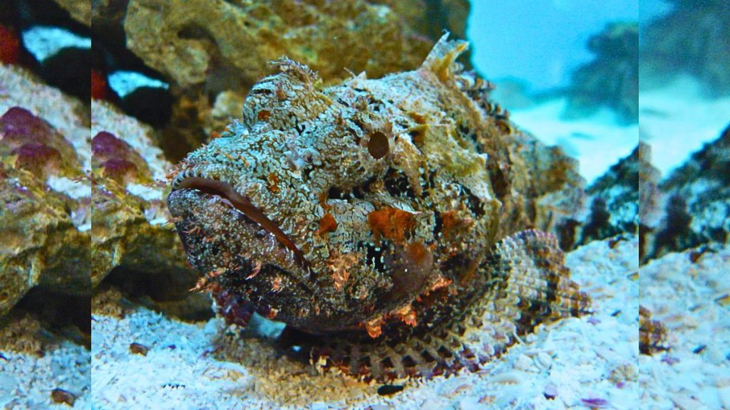 Stonefish Spotted in Blue Bay Lagoon