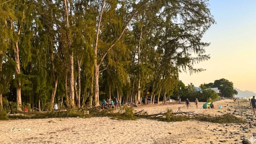 Coastal Danger as 'Filao' Tree Collapses on Flic-en-Flac Beach